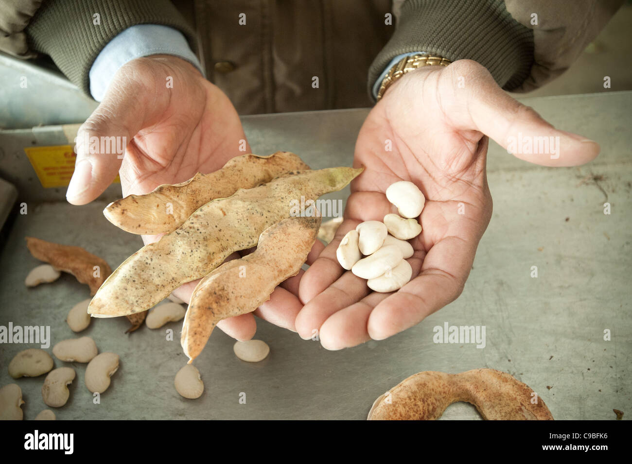 Hands holding a lima bean pod and lima beans Stock Photo - Alamy