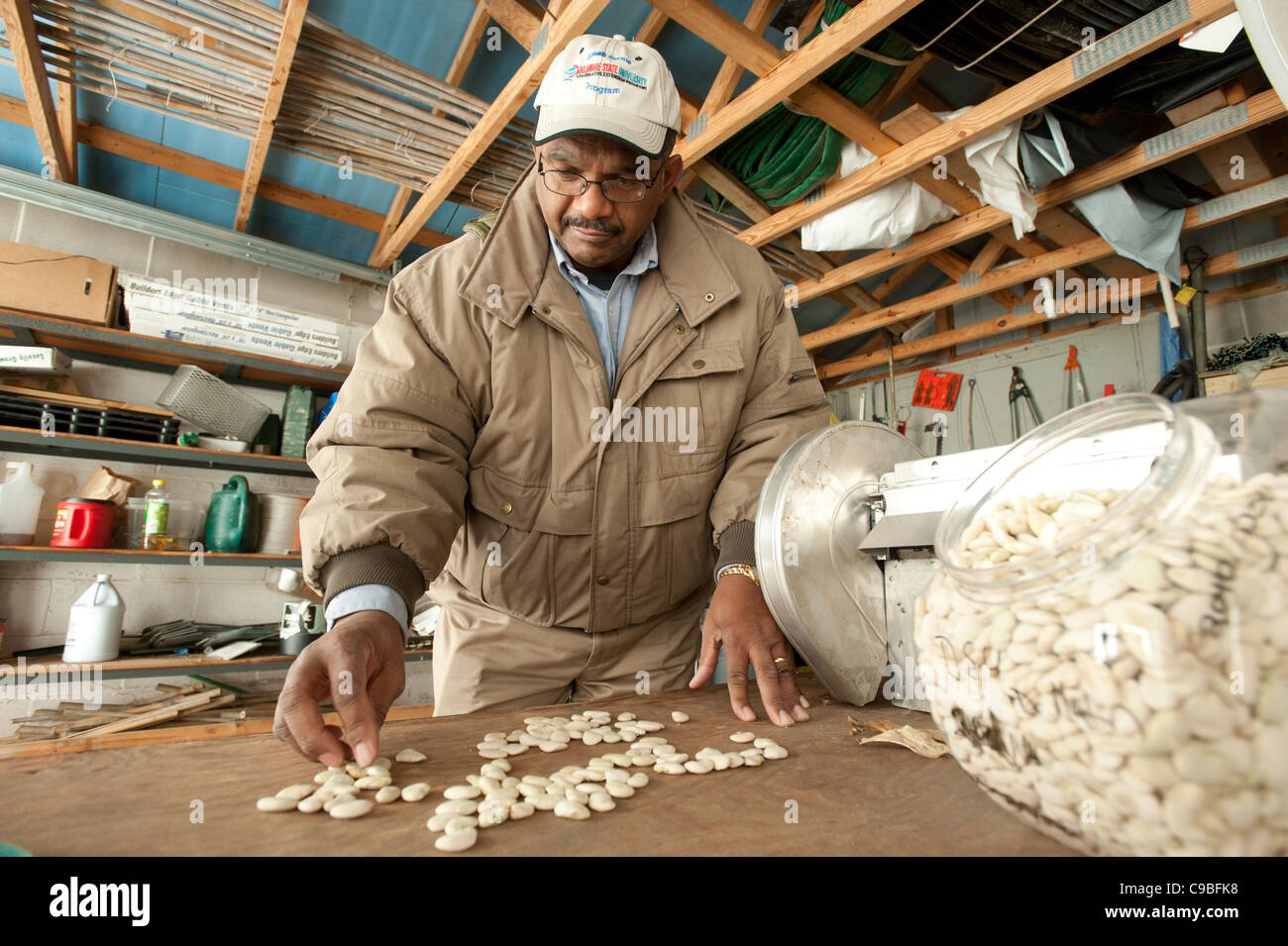 Man sorting lima beans on a table Stock Photo - Alamy