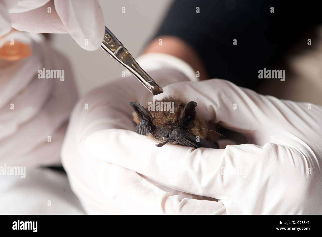 Scientist examining a bat in a wildlife lab Stock Photo - Alamy