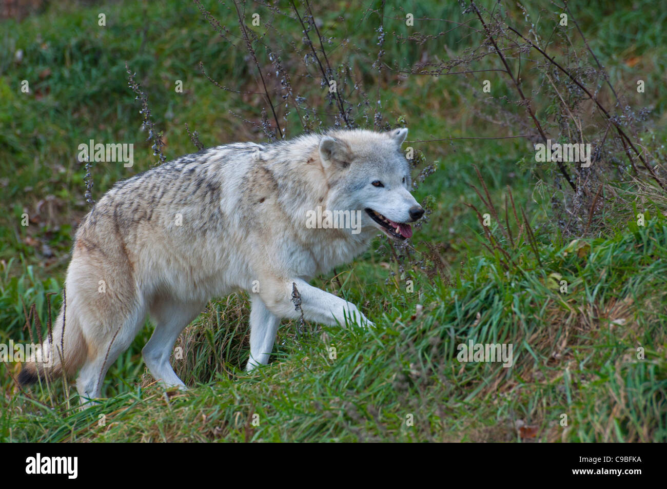 A single Timber Wolf in autumn Stock Photo - Alamy