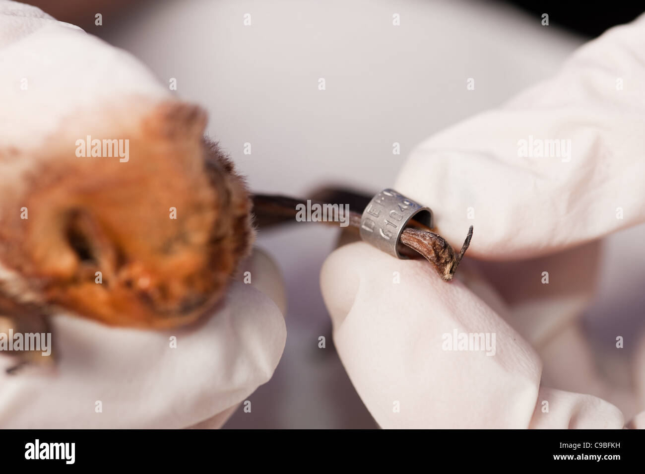Scientist putting a tracker on the limb of a bat in a wildlife lab ...
