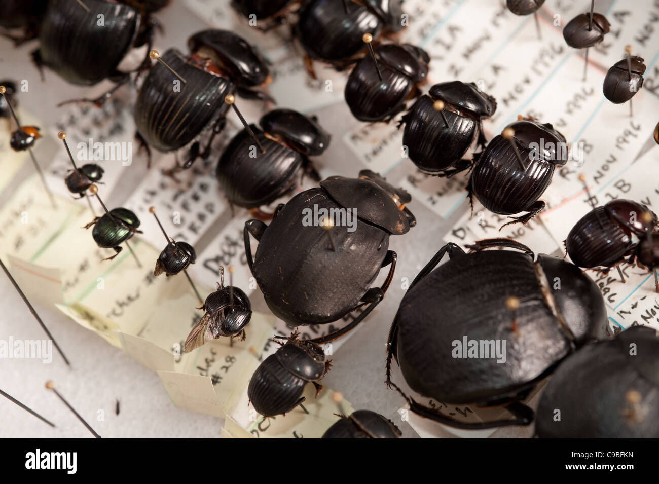 Beetles organized and classified in a wildlife lab Stock Photo - Alamy