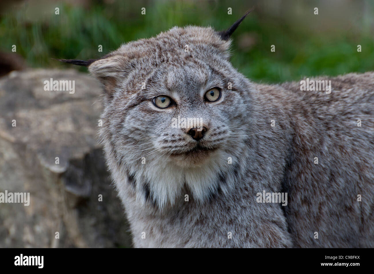 Canadian lynx hi-res stock photography and images - Alamy