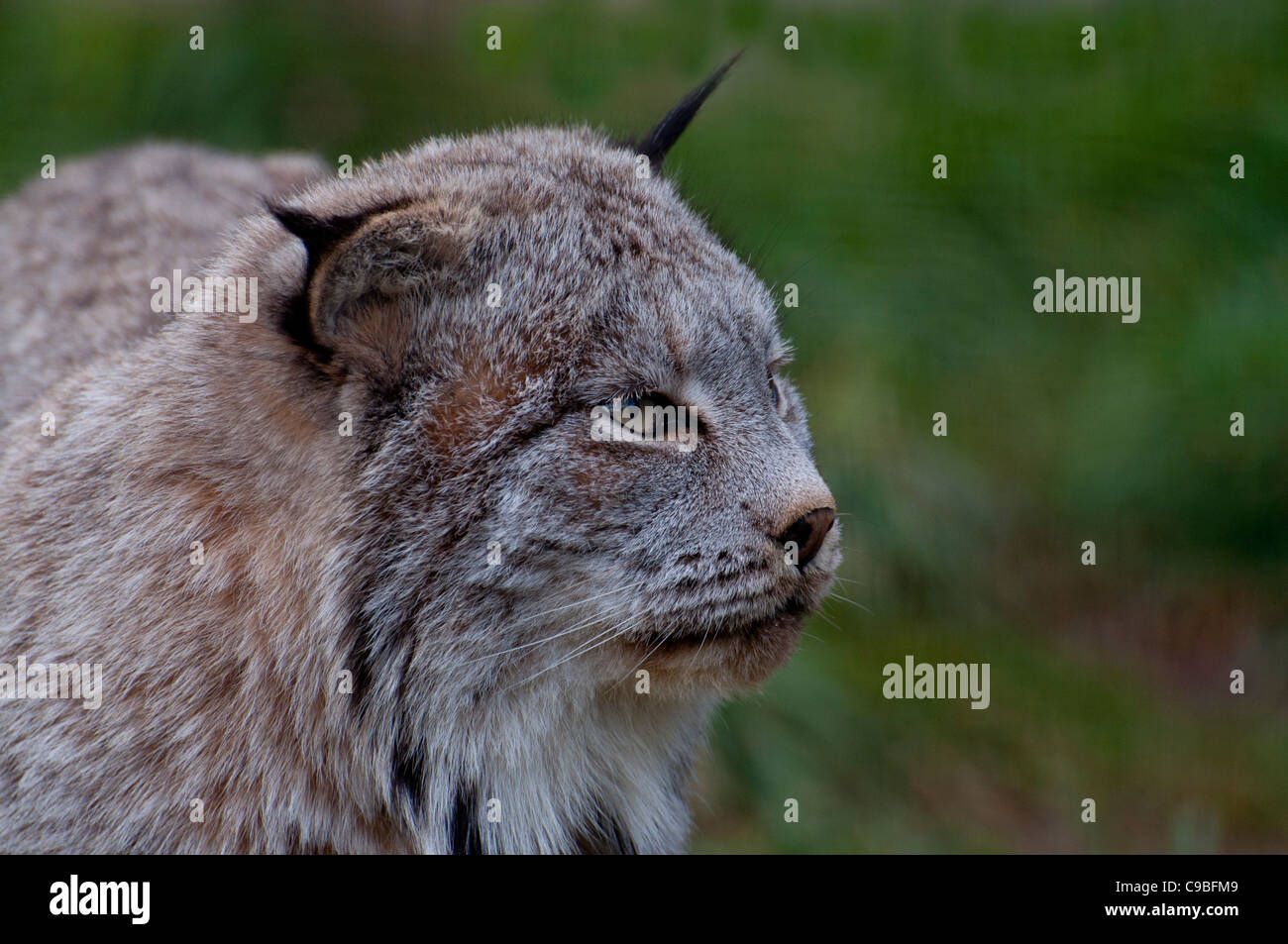 Canadian lynx lynx canadensis in hi-res stock photography and images ...
