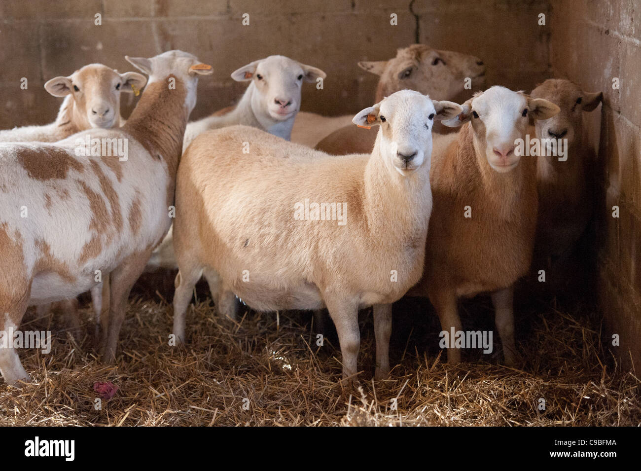 Sheep in a pen Stock Photo - Alamy