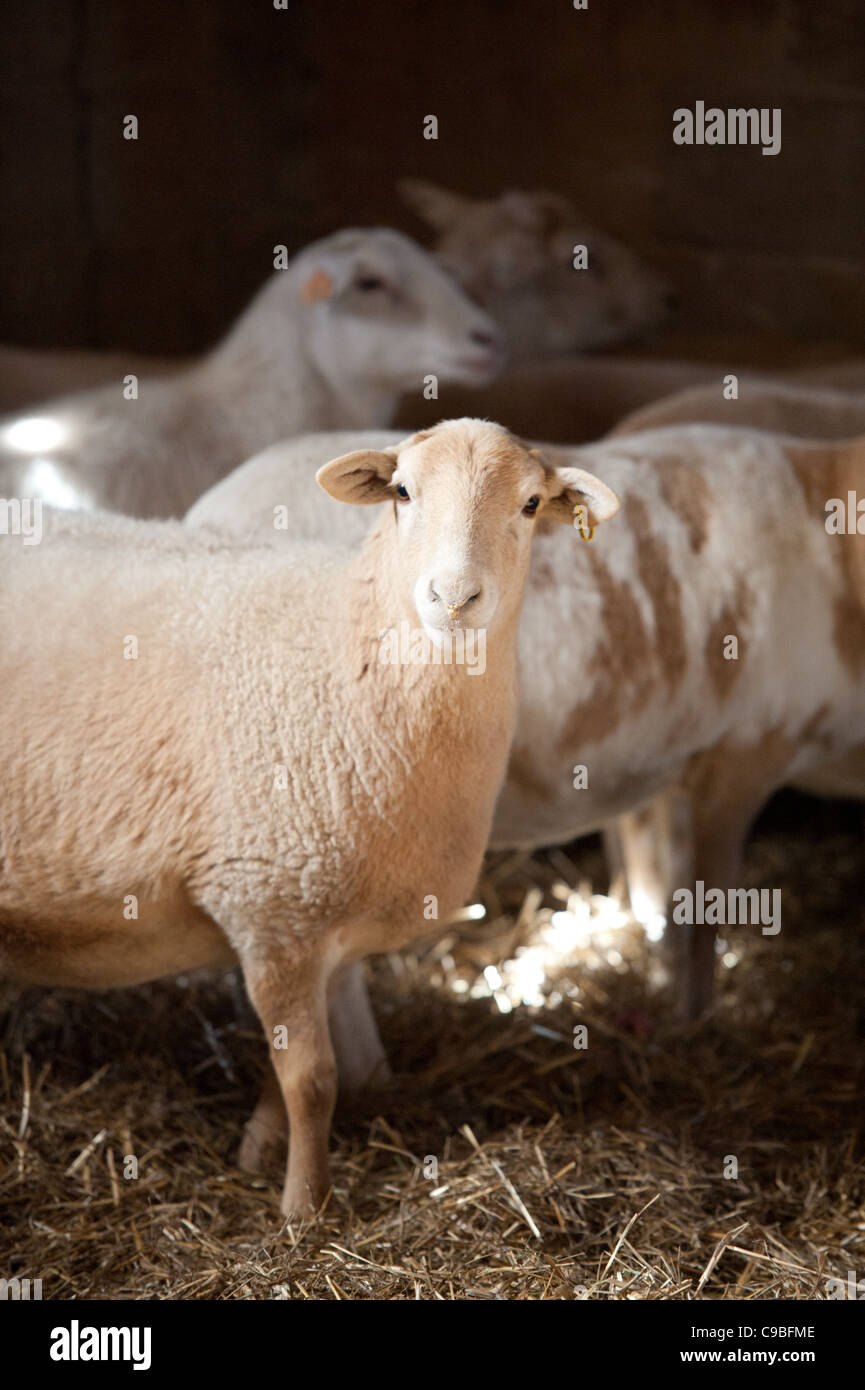 Sheep in a pen Stock Photo - Alamy
