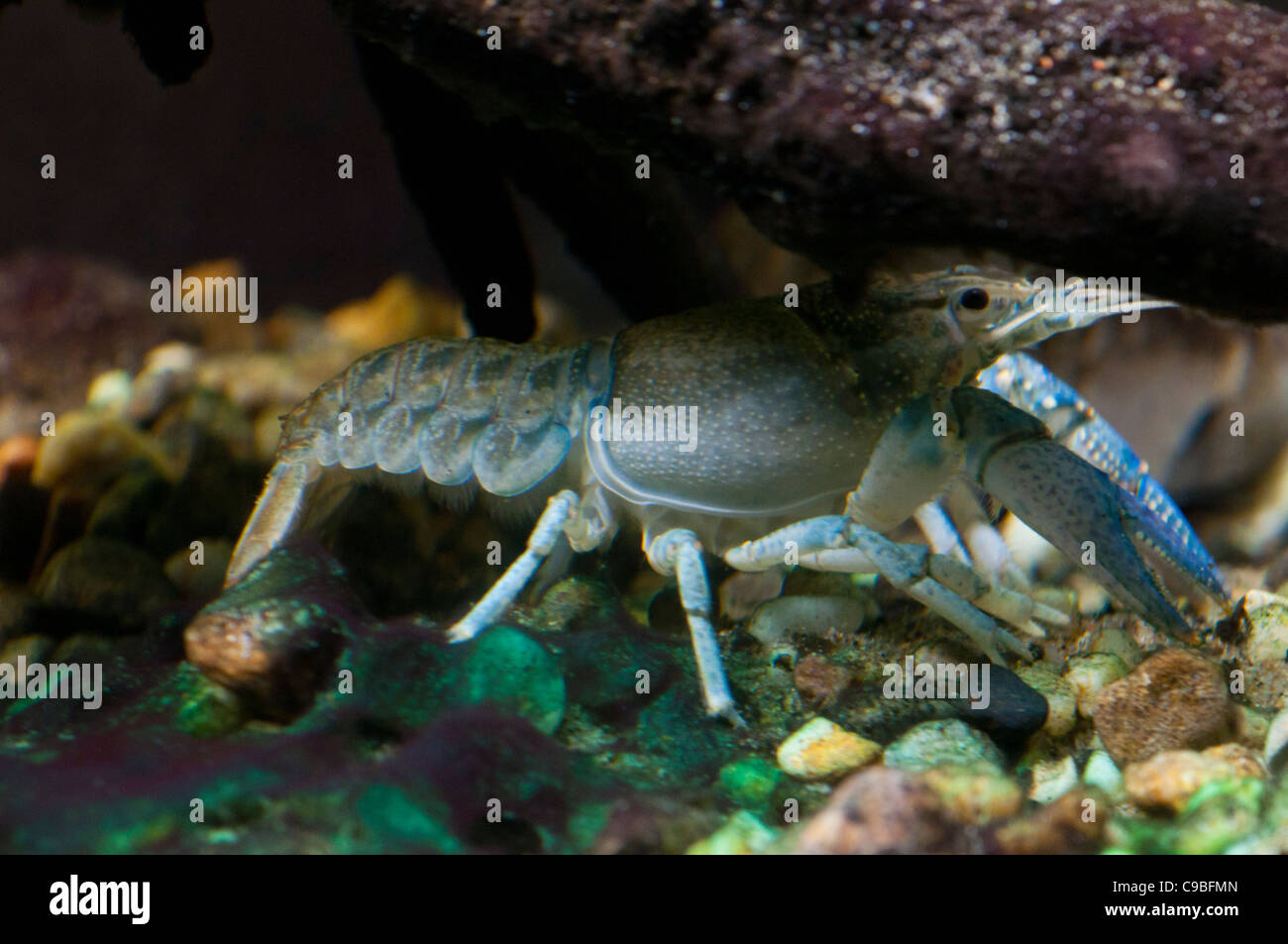 Northern crayfish hi-res stock photography and images - Alamy