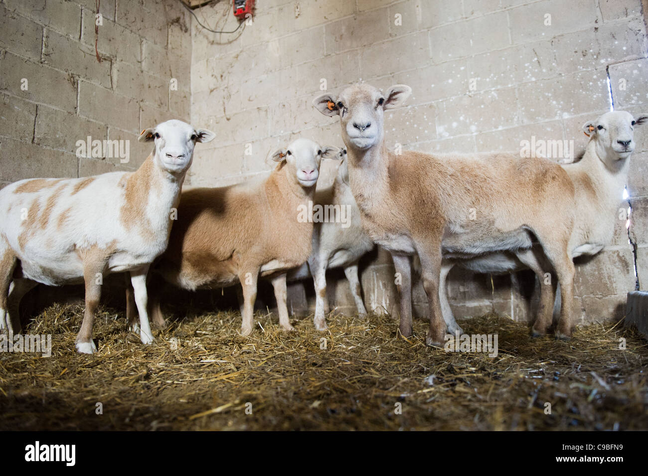 Community livestock sheep pen hi-res stock photography and images - Alamy