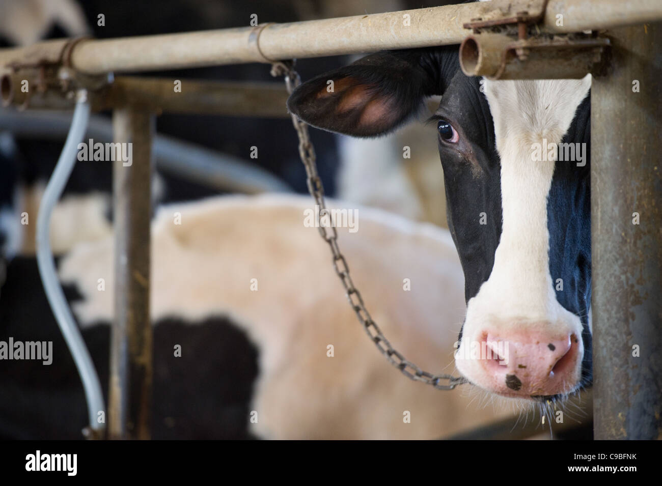 Cow head gate hi-res stock photography and images - Alamy