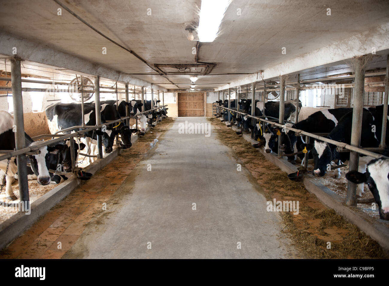 Tie Stall Dairy Barn