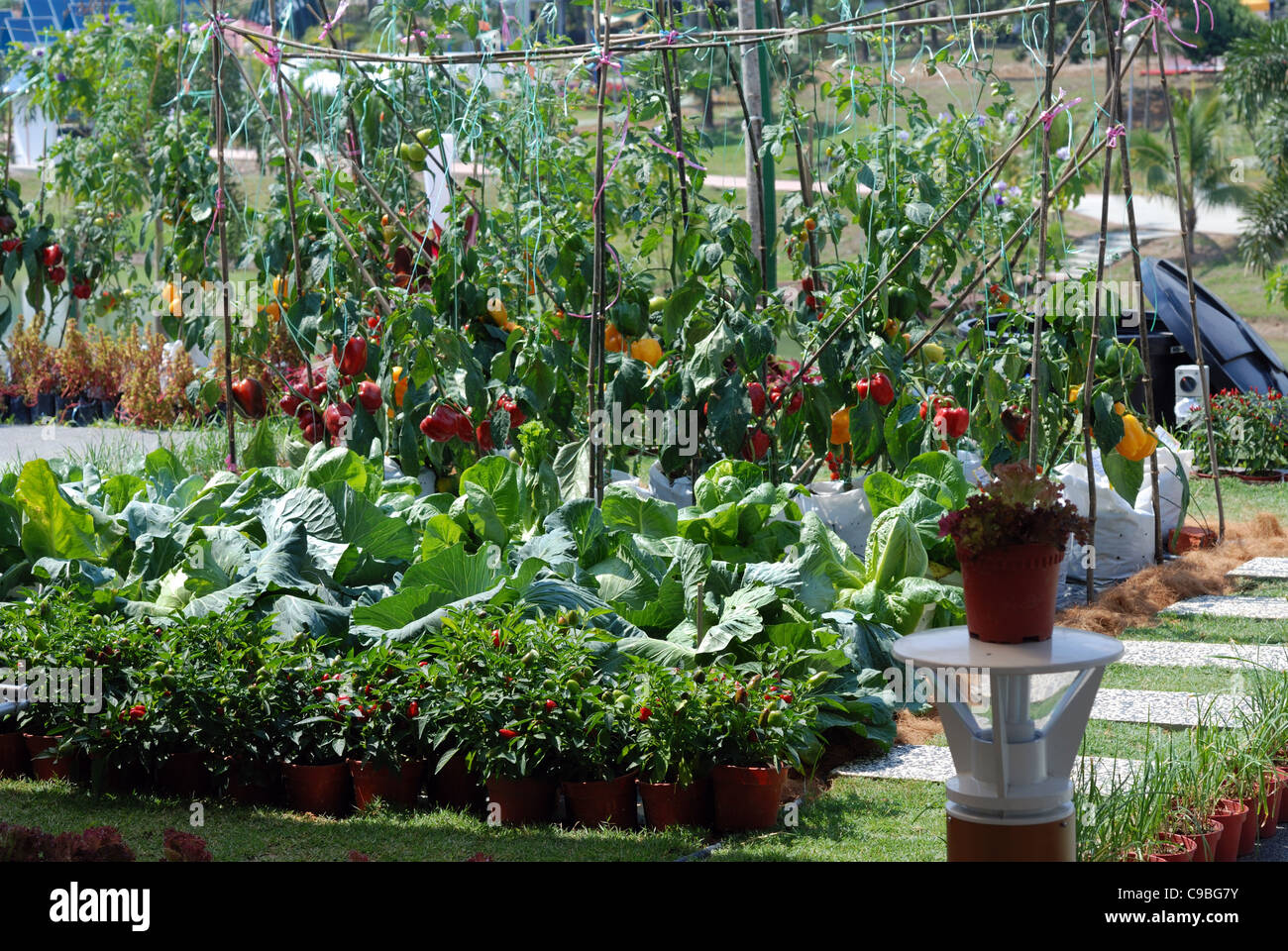 Various types of vegetables in home garden Stock Photo - Alamy