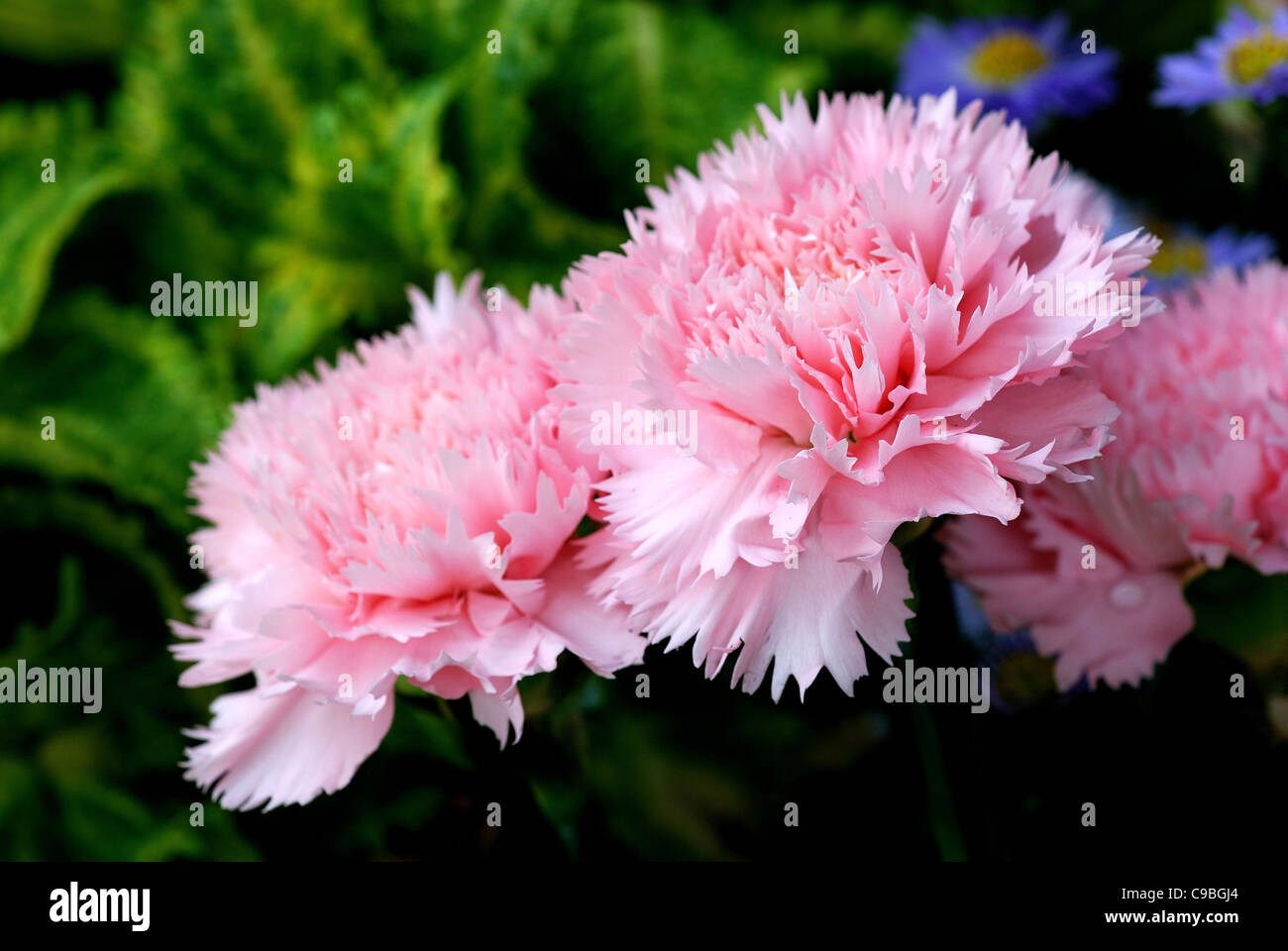 Closeup of pink carnations Stock Photo - Alamy