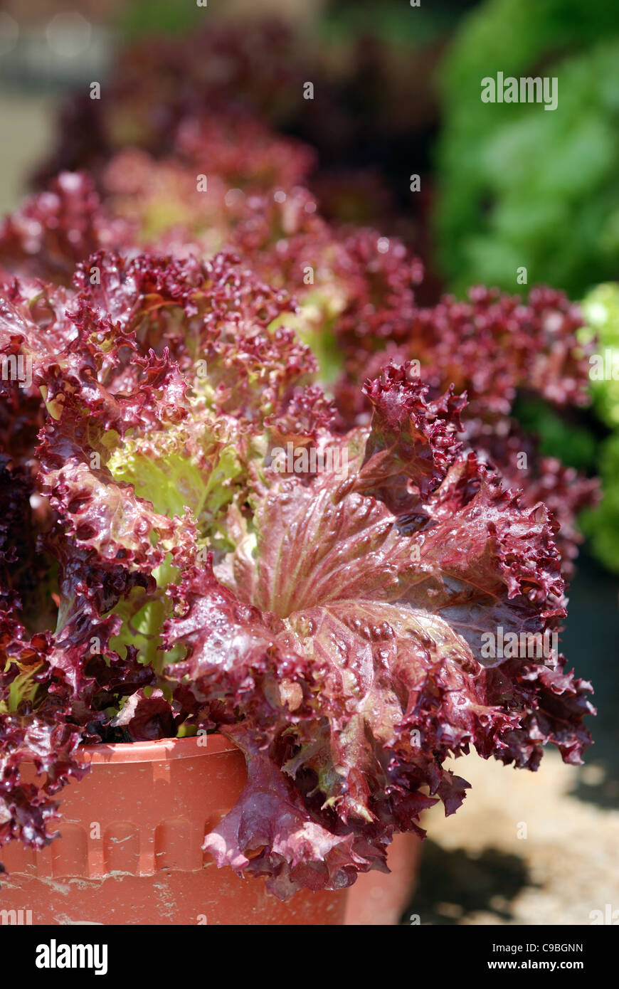 Lettuce colored hi-res stock photography and images - Alamy