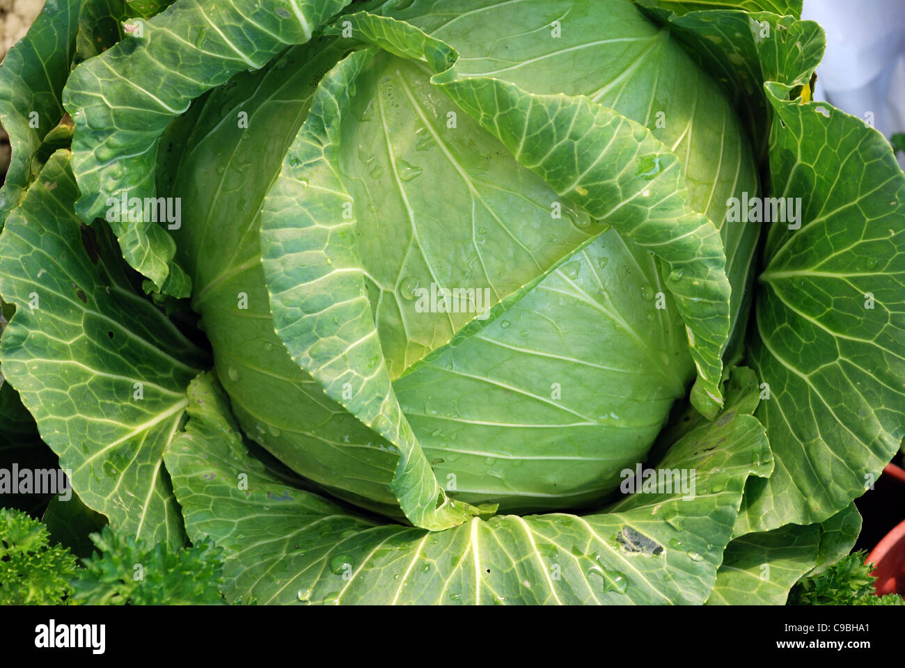 Closeup of cabbage Stock Photo - Alamy