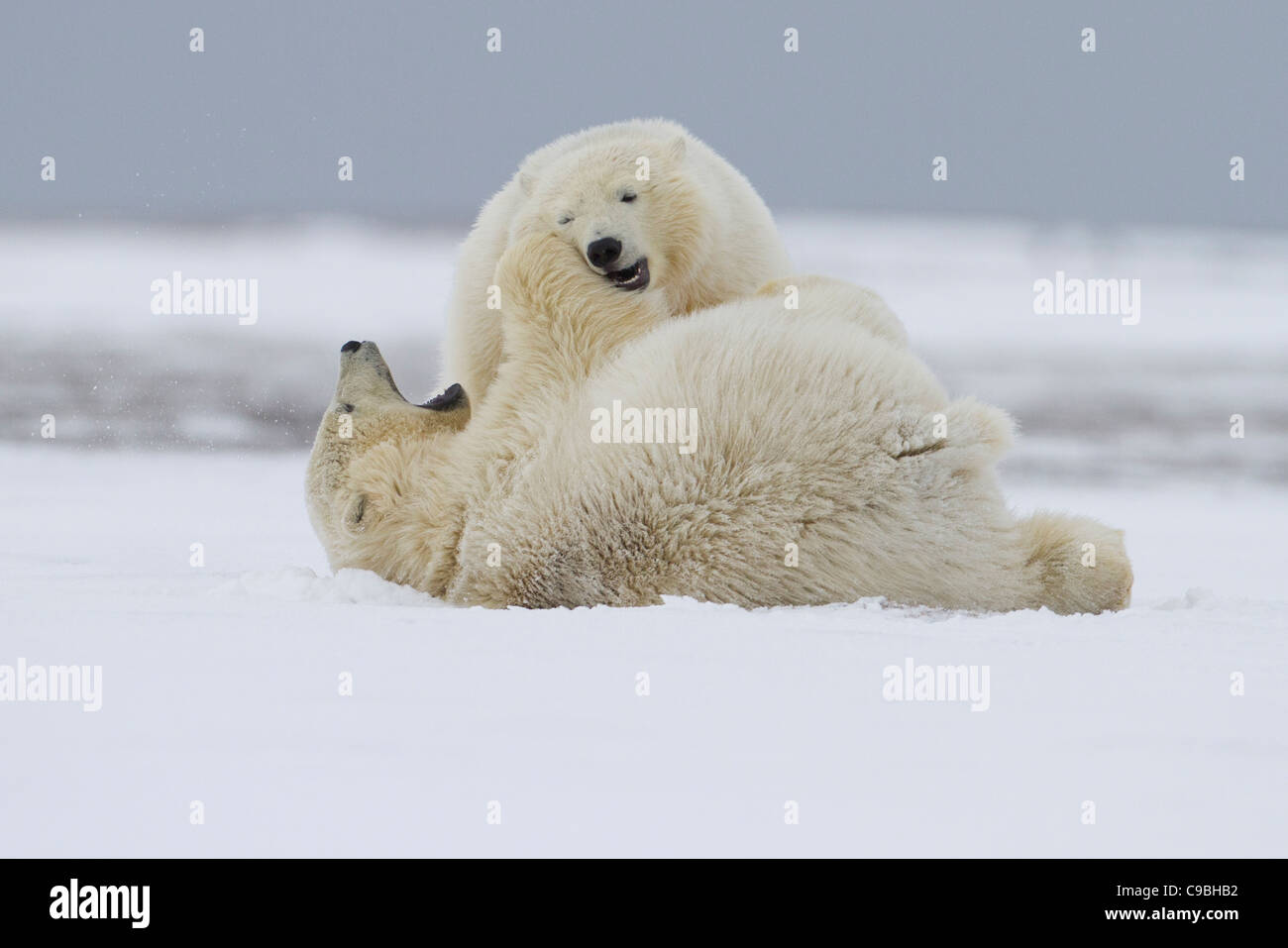 Two Polar Bear cubs (Ursus maritimus) playfully fighting in snow on a ...