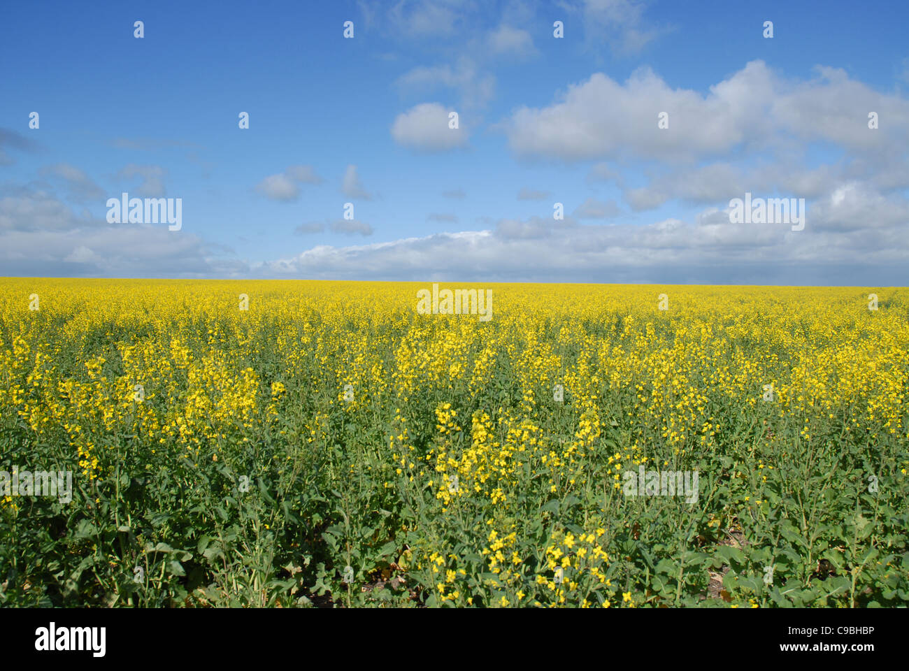 field of oilseed rape, (Brassica napus). off South Coast Highway ...