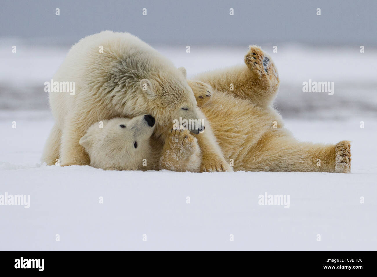 Two Polar Bear cubs (Ursus maritimus) playfully fighting in snow on a beach at Kaktovik, Barter ...