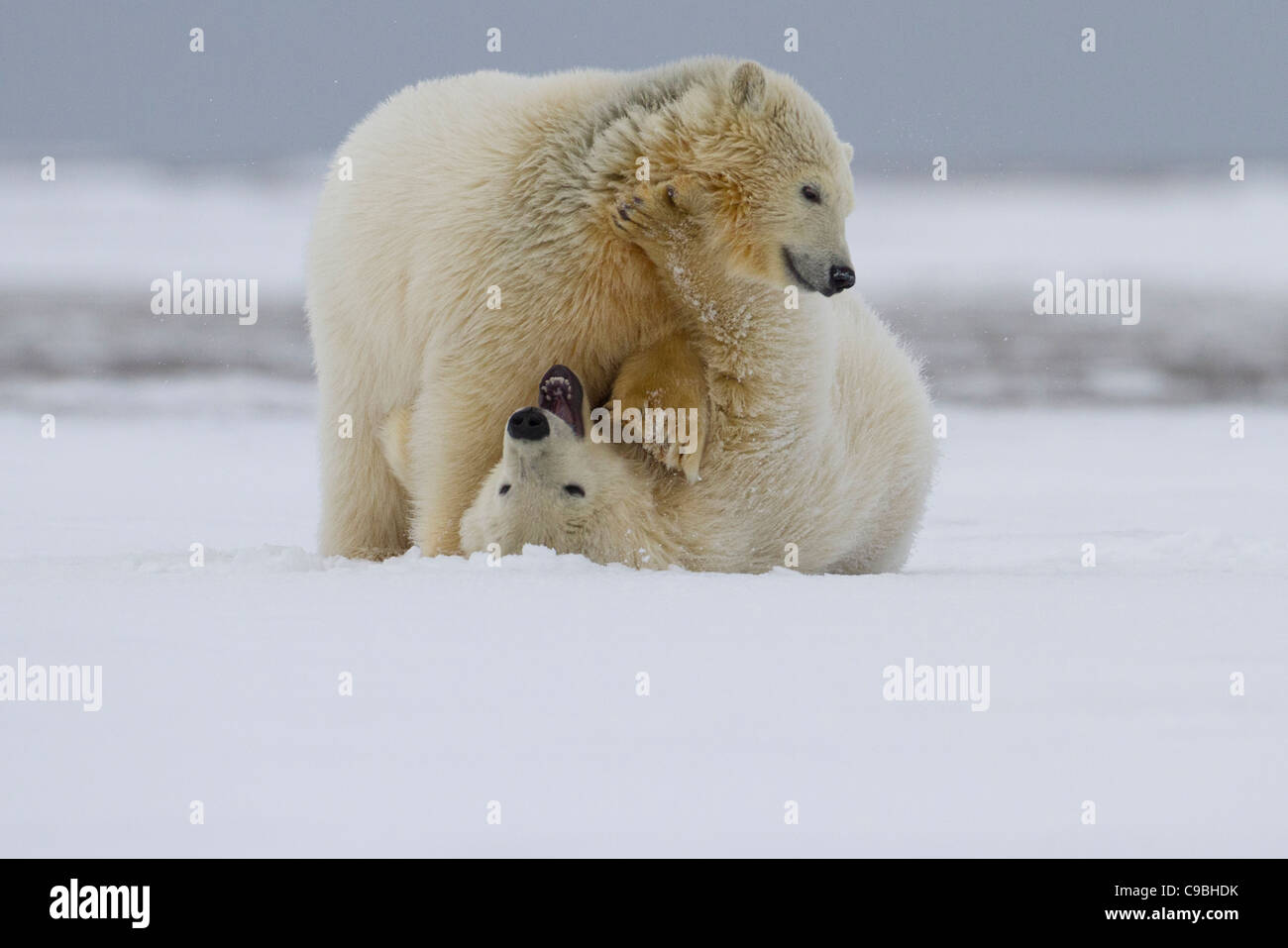 Two Polar Bear cubs (Ursus maritimus) playfully fighting in snow on a ...