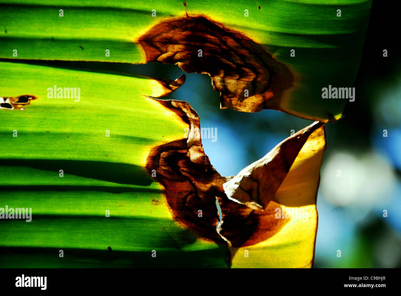 Torn leaf hi-res stock photography and images - Alamy