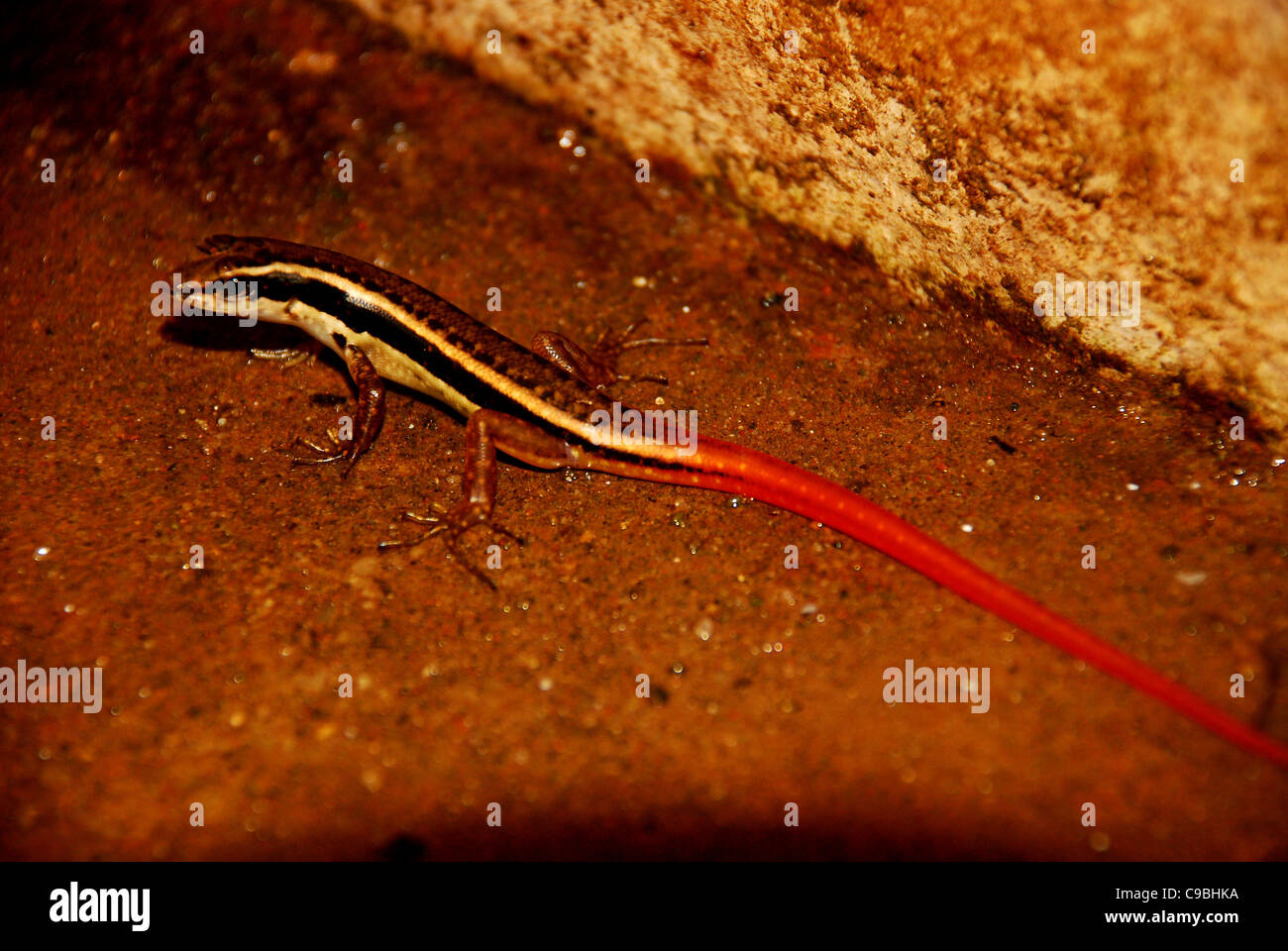 Red tailed skink on the floor Stock Photo - Alamy