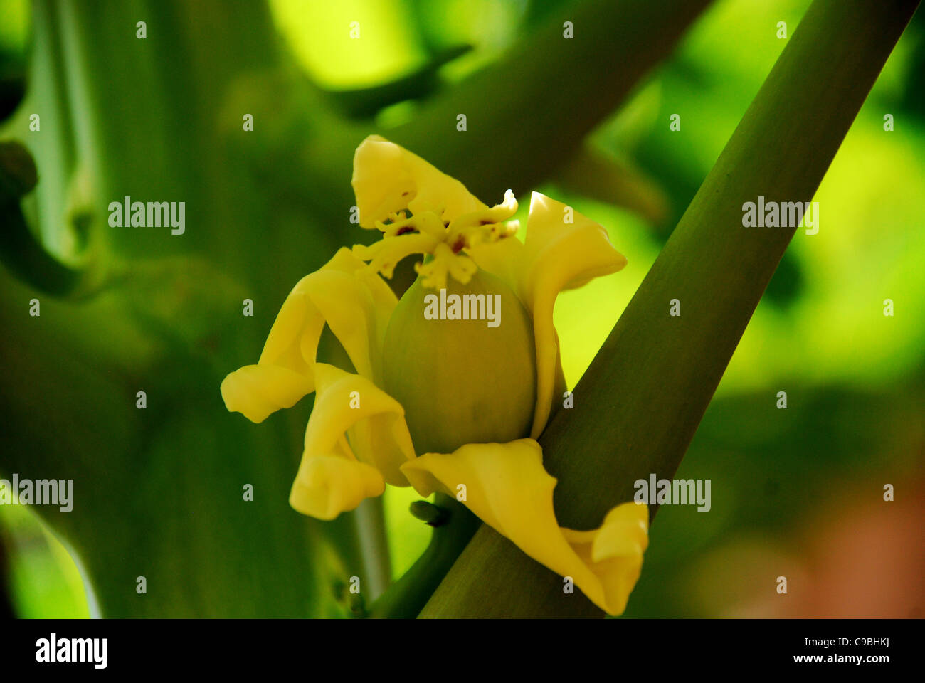Papaya flowers hi-res stock photography and images - Alamy