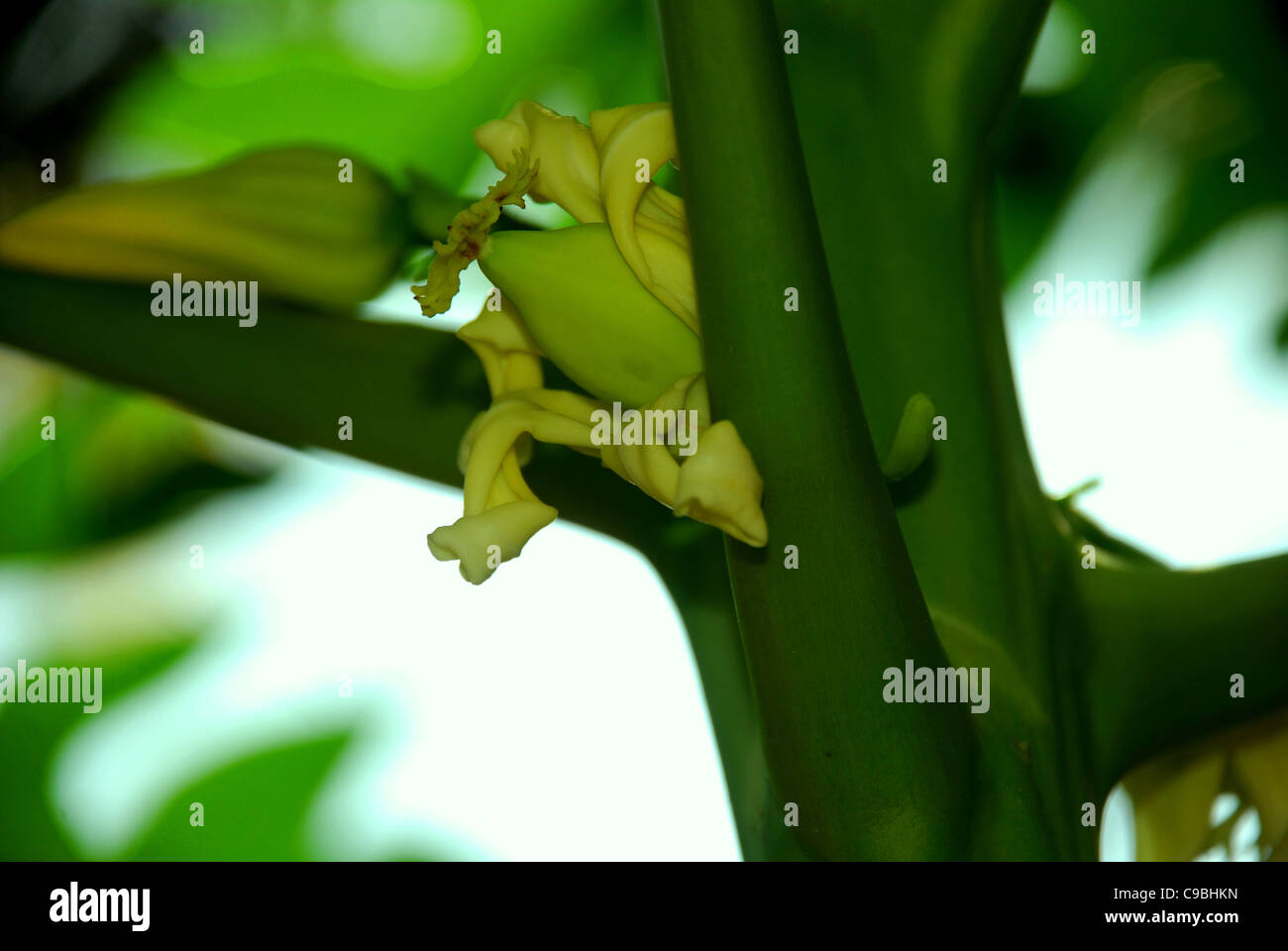 Baby papaya hi-res stock photography and images - Alamy