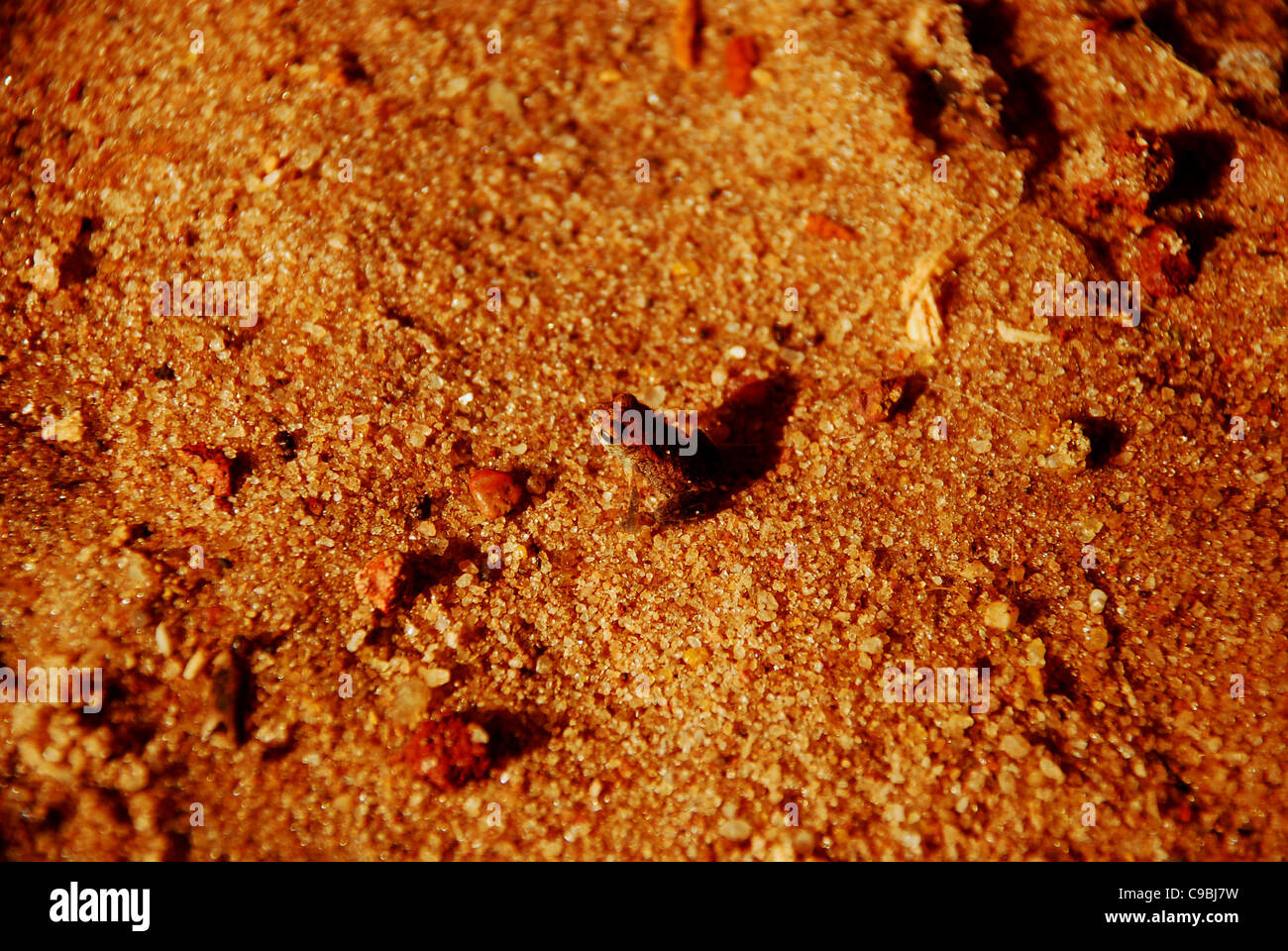 Tiny small frog on sand grains in Kerala Stock Photo - Alamy