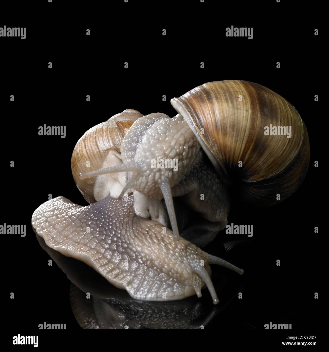 studio photography of two Grapevine snails on each other in black ...