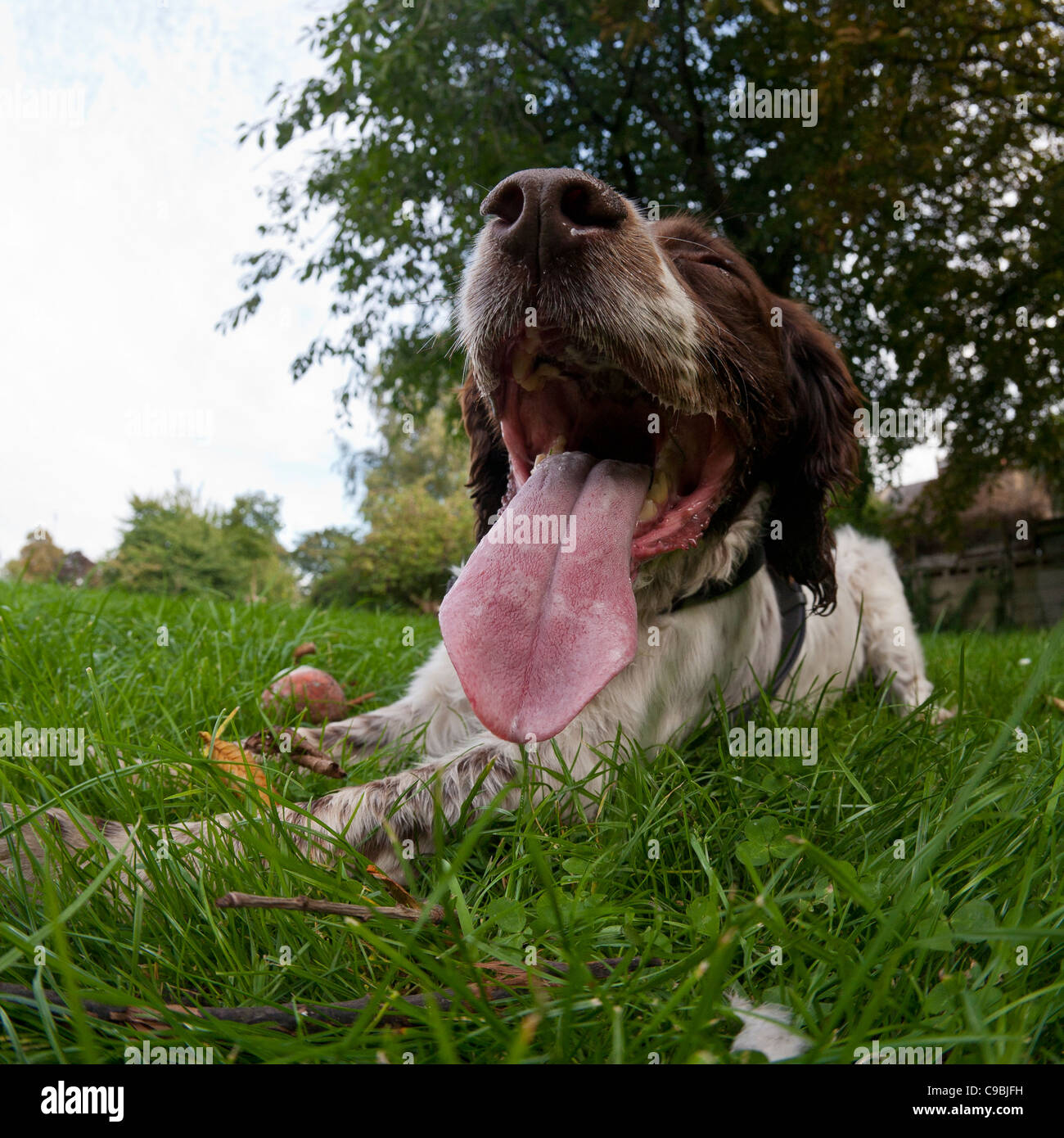 Fisheye close-up shot of a springer spaniel lying on the grass, panting ...