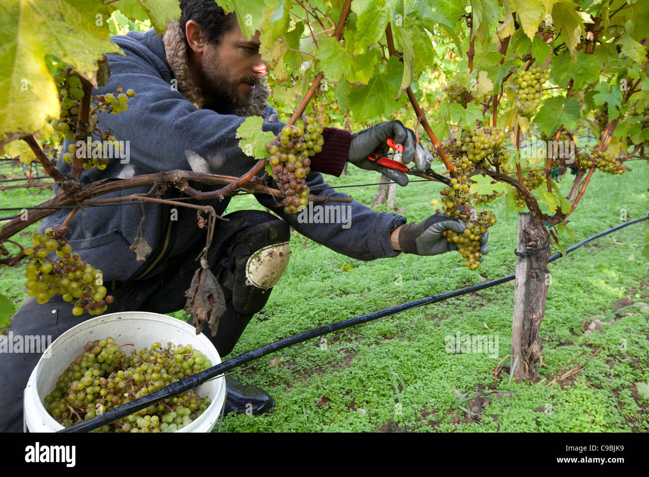 Man vineyard harvesting hi-res stock photography and images - Alamy