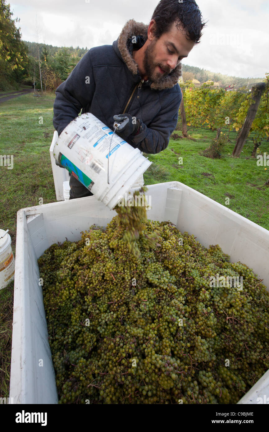 Man harvesting grapes for wine production Stock Photo - Alamy