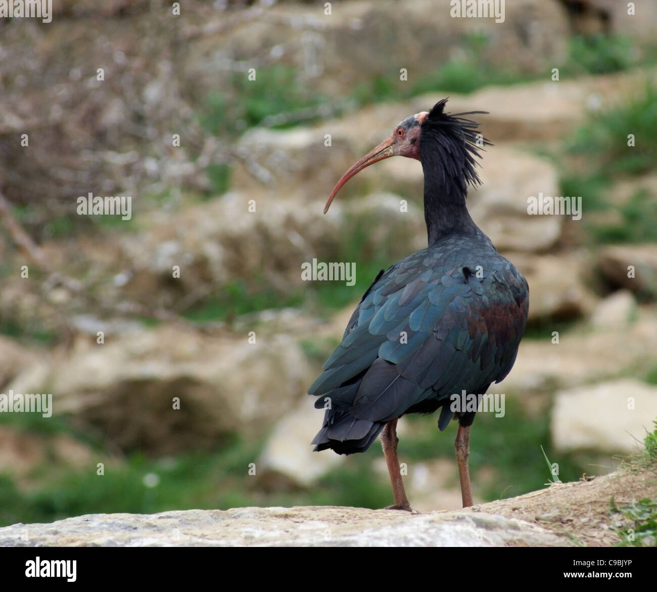 Northern Bald Ibis in front of natural stony back Stock Photo - Alamy