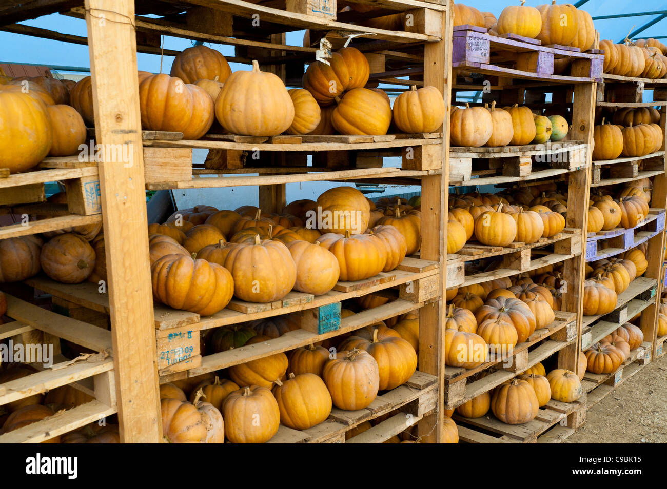 Pumpkins in a farm barn Stock Photo - Alamy