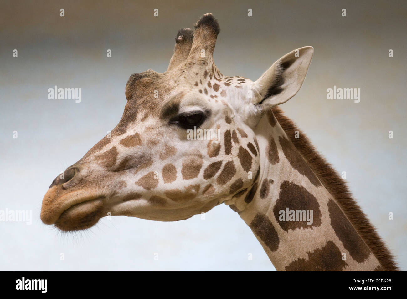 Head Shot of a giraffe Giraffa camelopardalis Stock Photo - Alamy