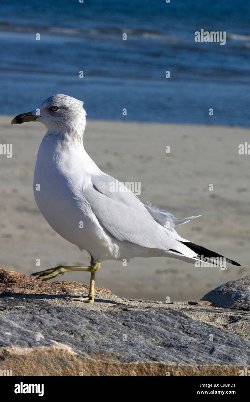Seagull on the beach in New England America Stock Photo - Alamy
