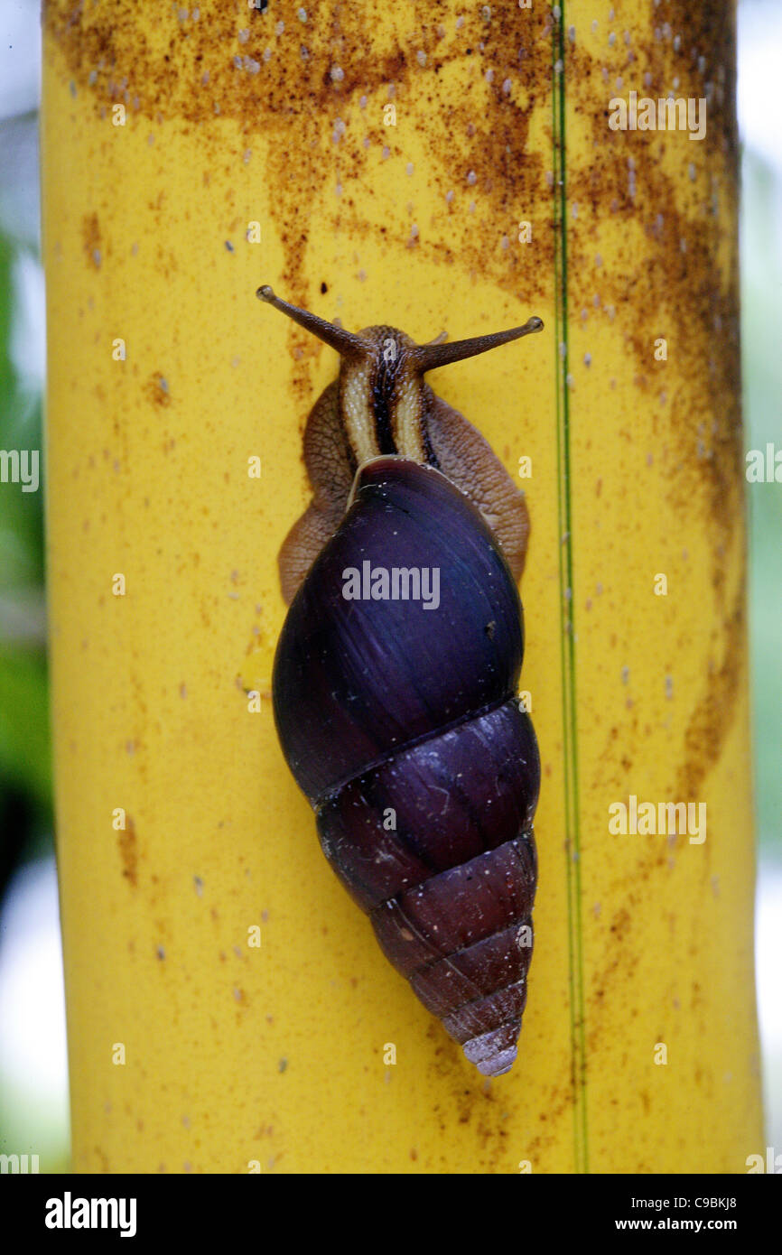 Indonesia, Borneo, Snail gliding at National park orango grande Stock ...