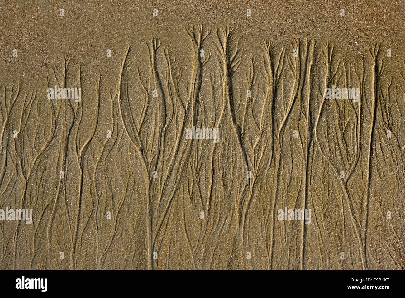 Tide marks hi-res stock photography and images - Alamy