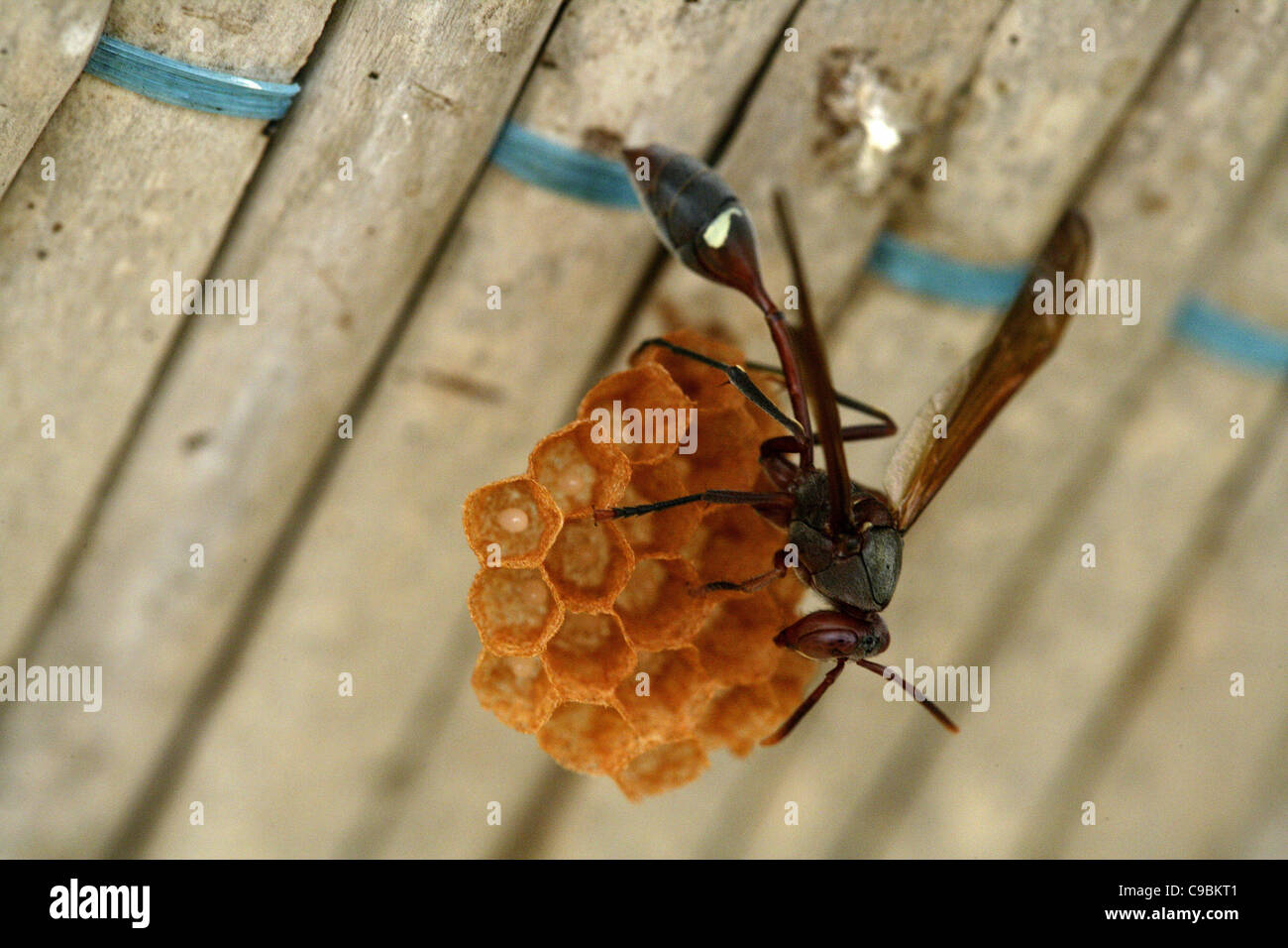 Guinea wasp hi-res stock photography and images - Alamy