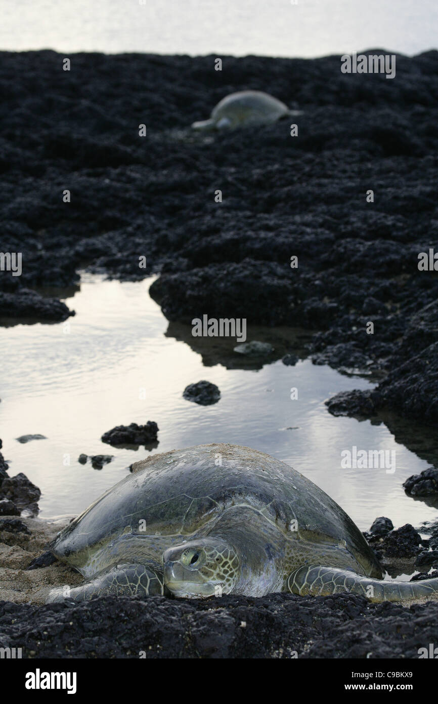 Turtle on stone hi-res stock photography and images - Alamy