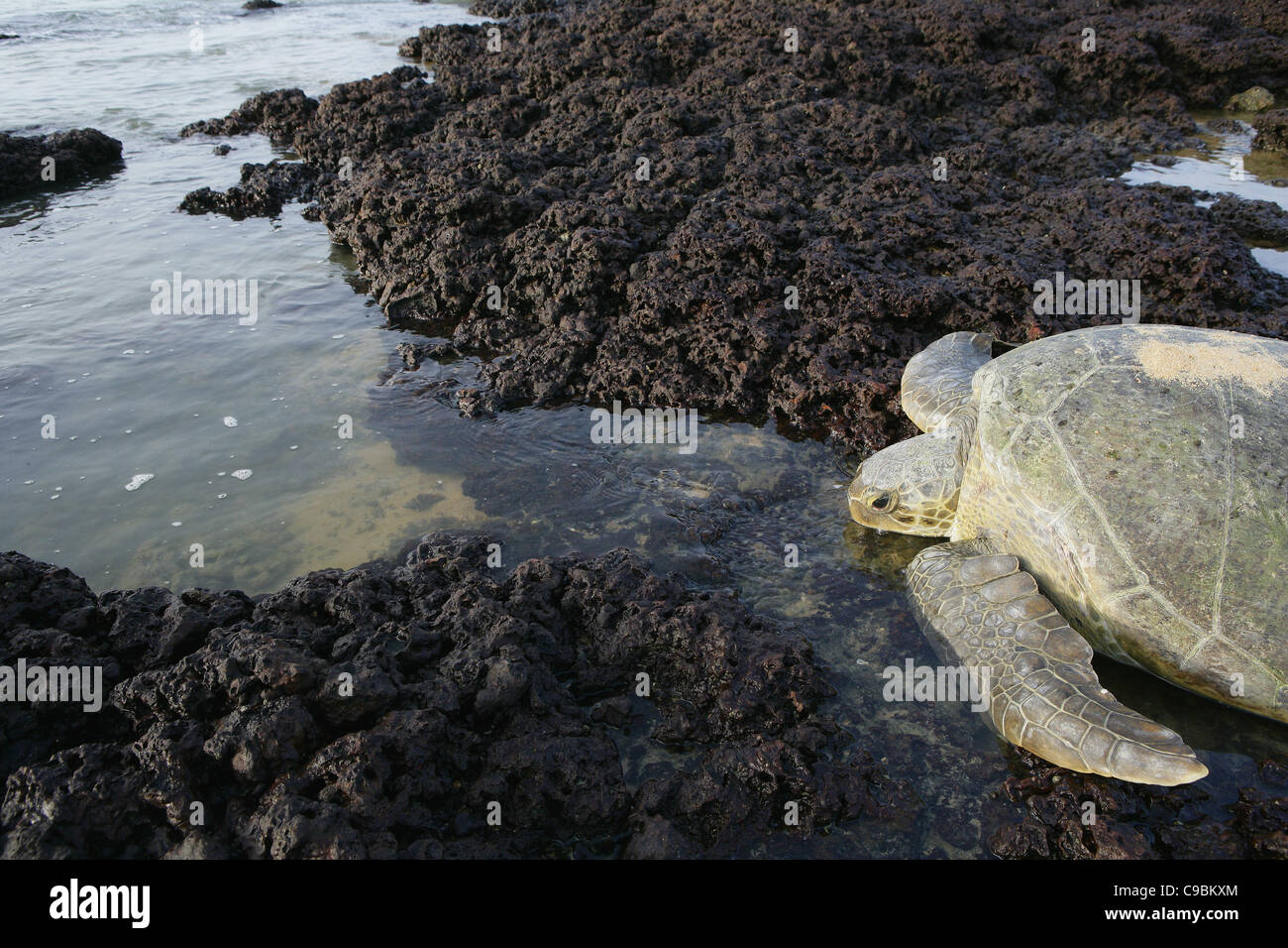 Turtle africa hi-res stock photography and images - Alamy