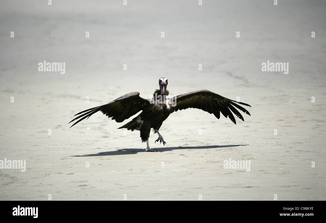 Vulture shadow hi-res stock photography and images - Alamy