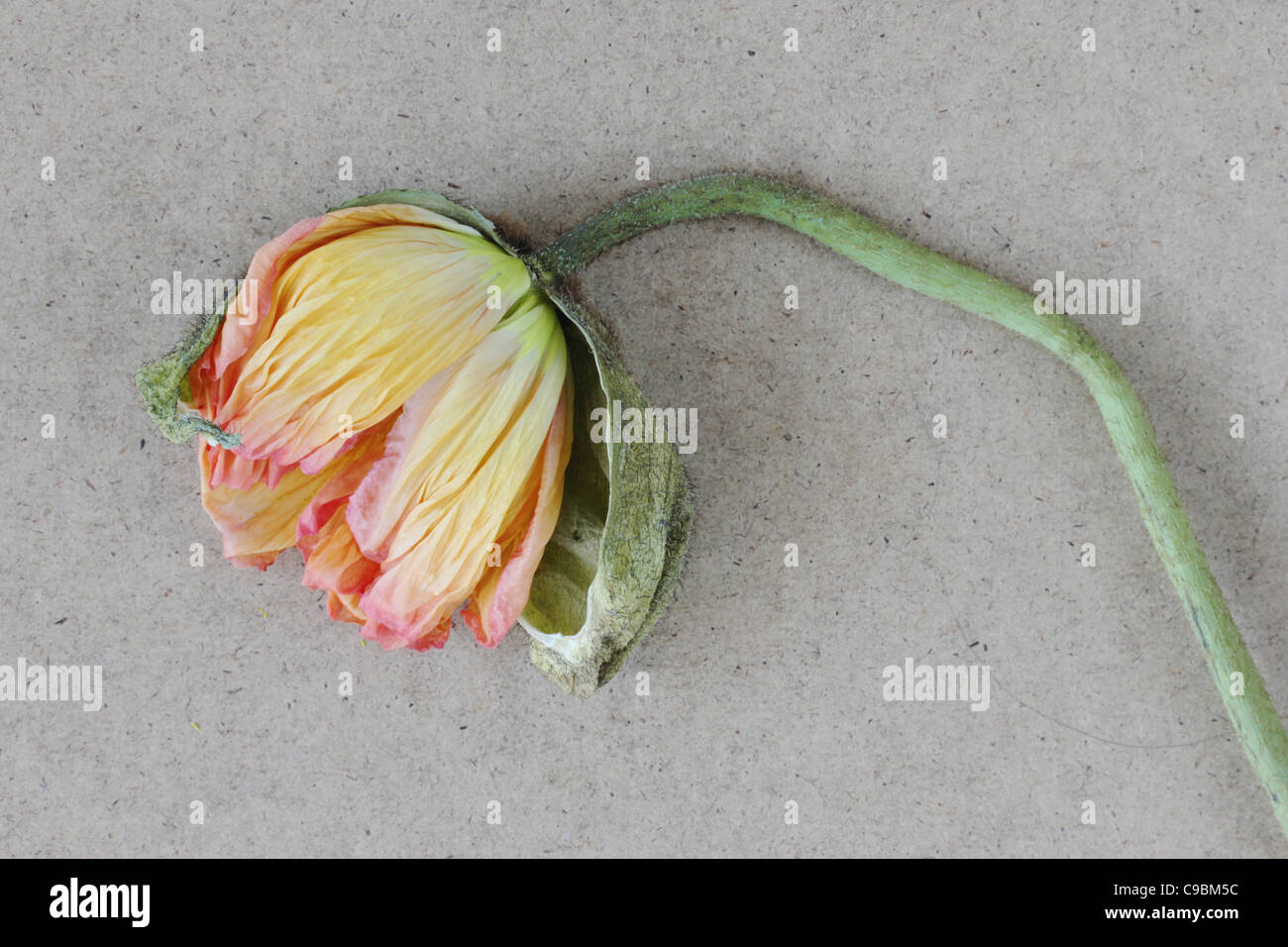 Withered poppy hi-res stock photography and images - Alamy