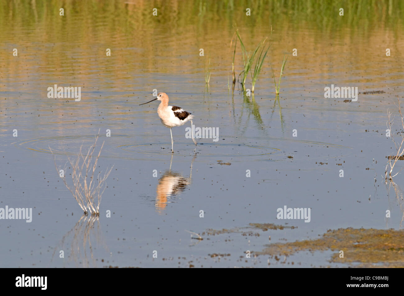 Canada, Alberta, Tyrrell Lake, American Avocet Recurvirostra americana ...
