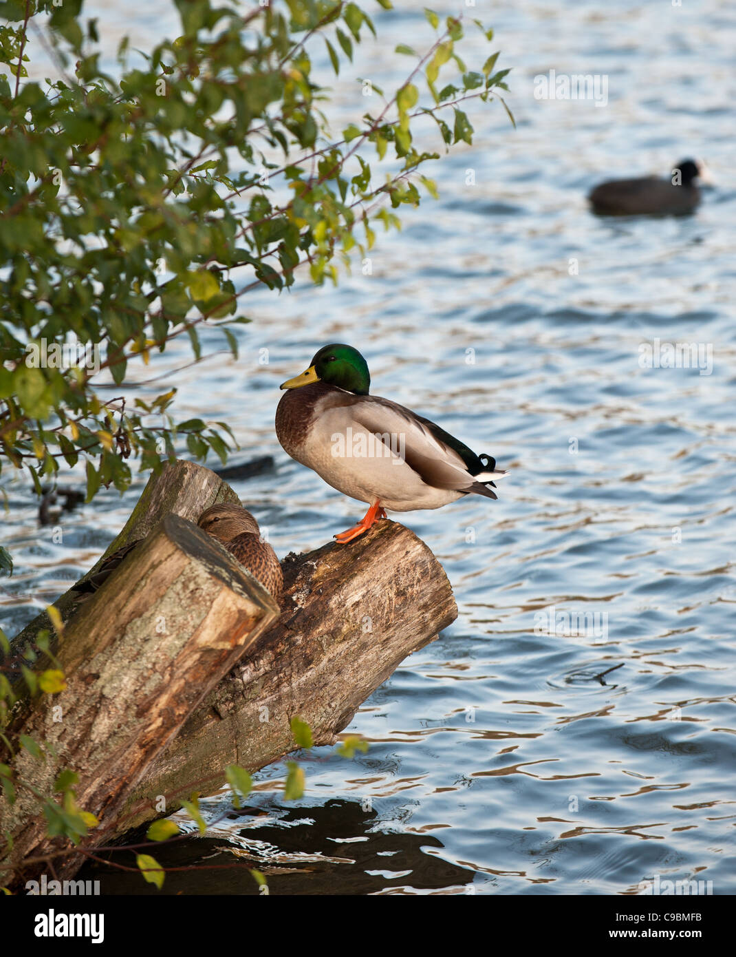 A Mallard Duck perched on tree trunk Stock Photo - Alamy