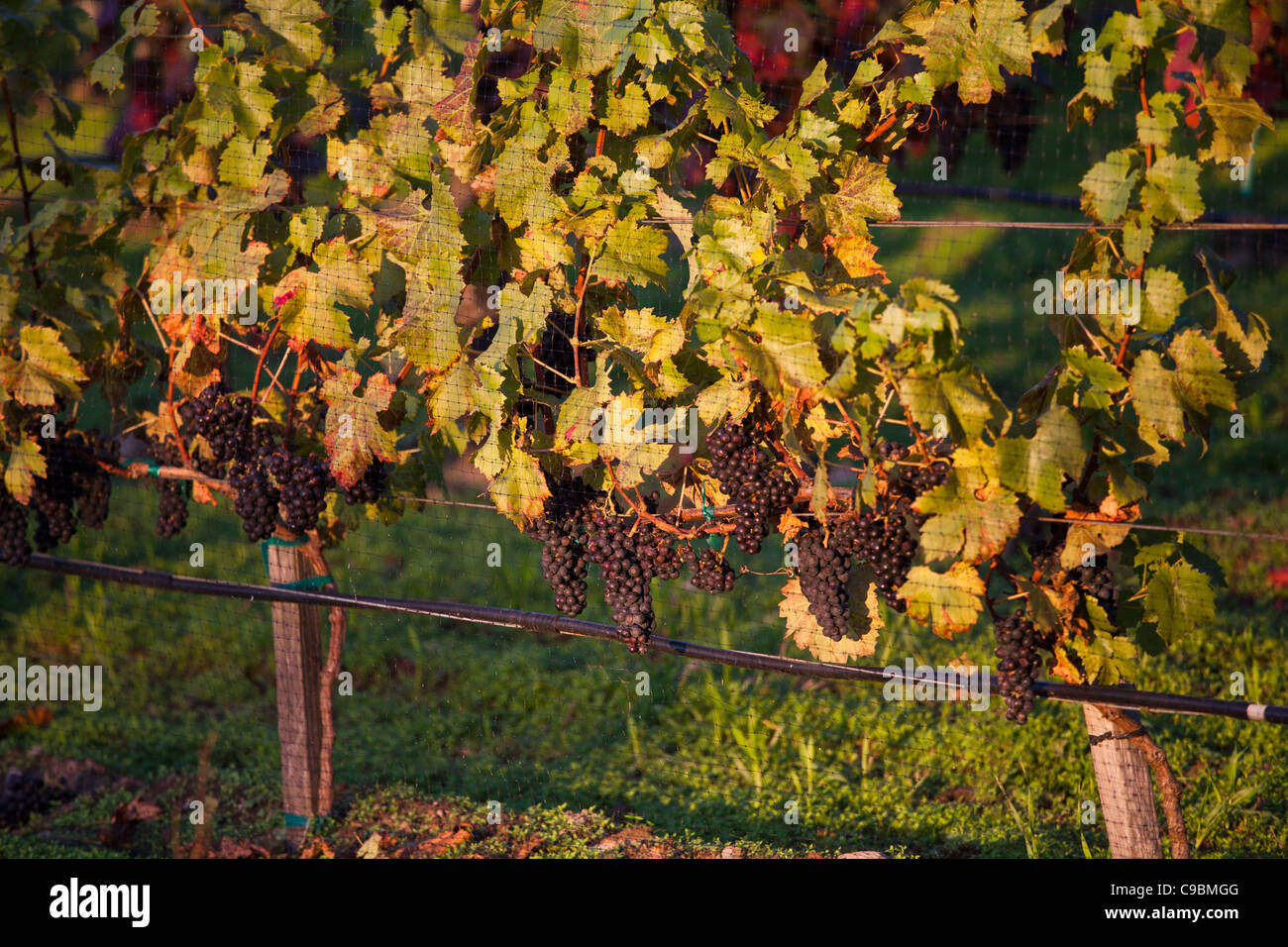 Regent red grapes ready for picking Stock Photo - Alamy