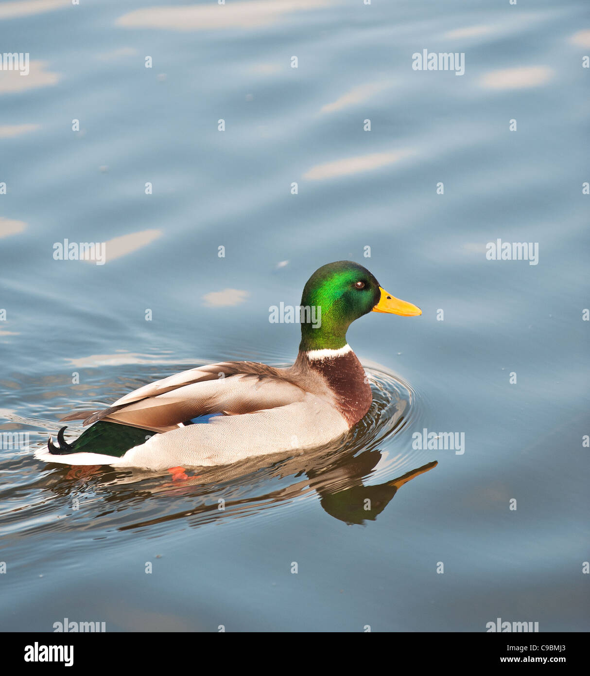 A Mallard Duck on a calm pond Stock Photo - Alamy