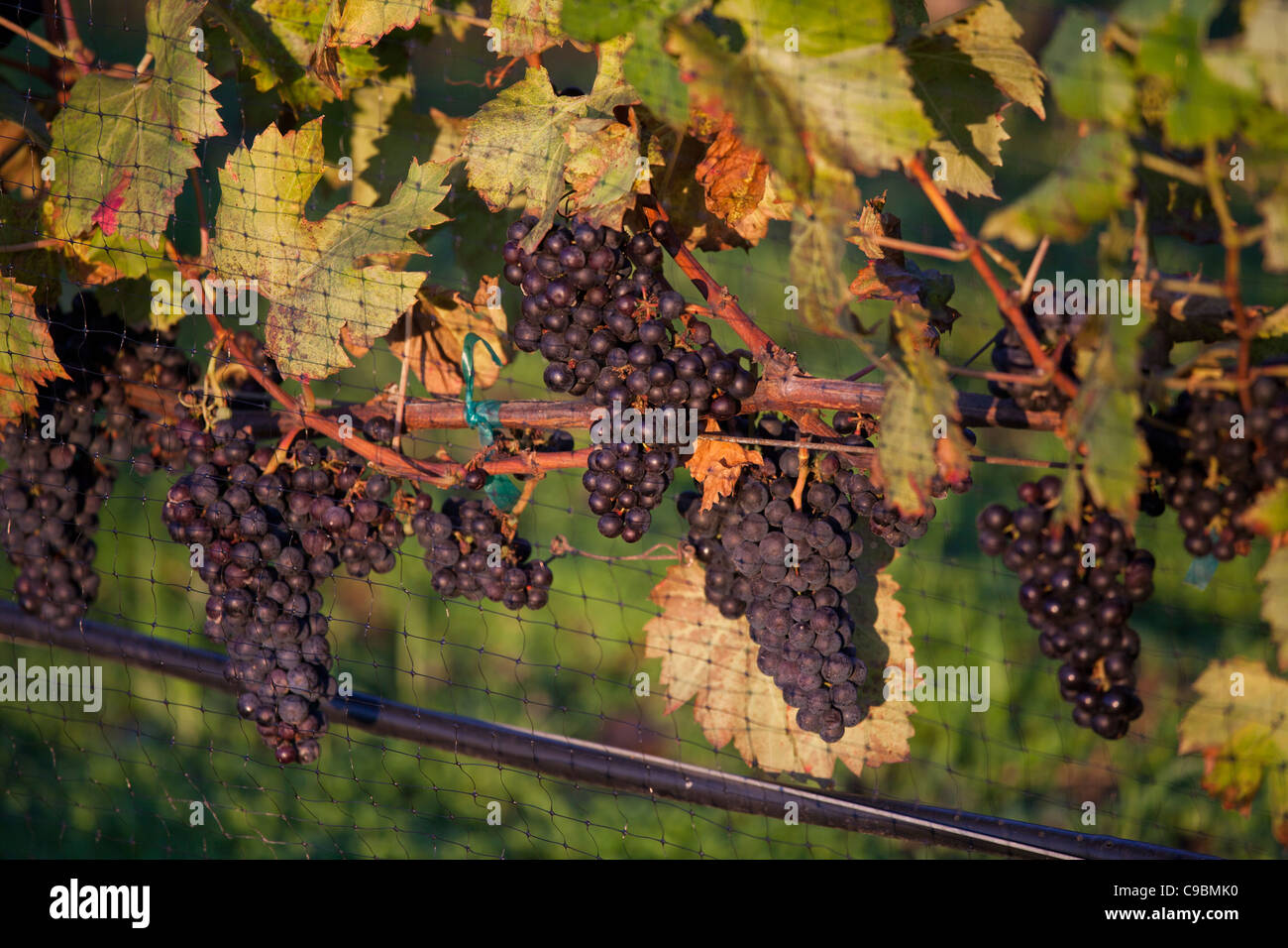 Regent red grapes ready for picking Stock Photo - Alamy