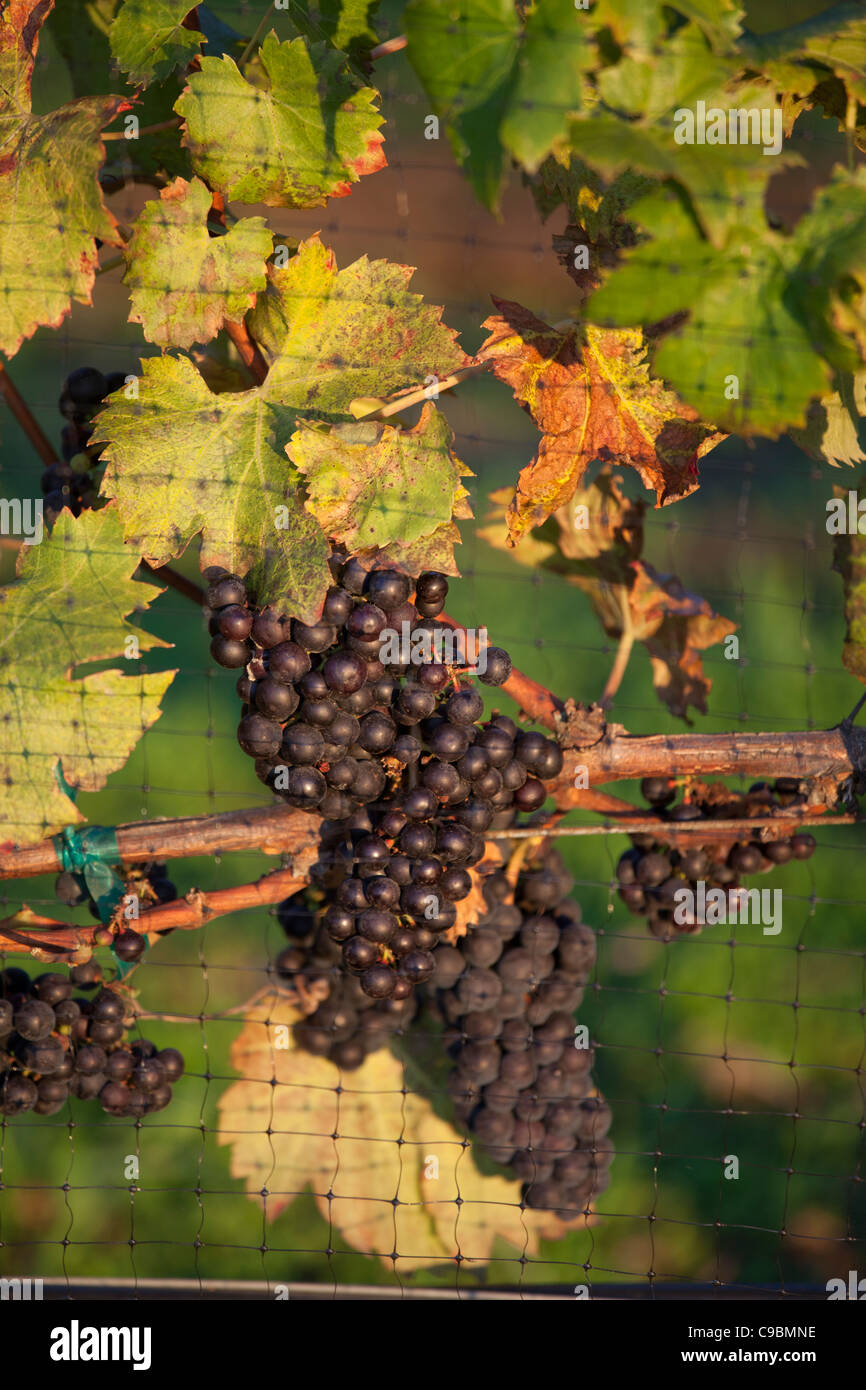Ripe Regent red grapes ready for harvest Stock Photo - Alamy
