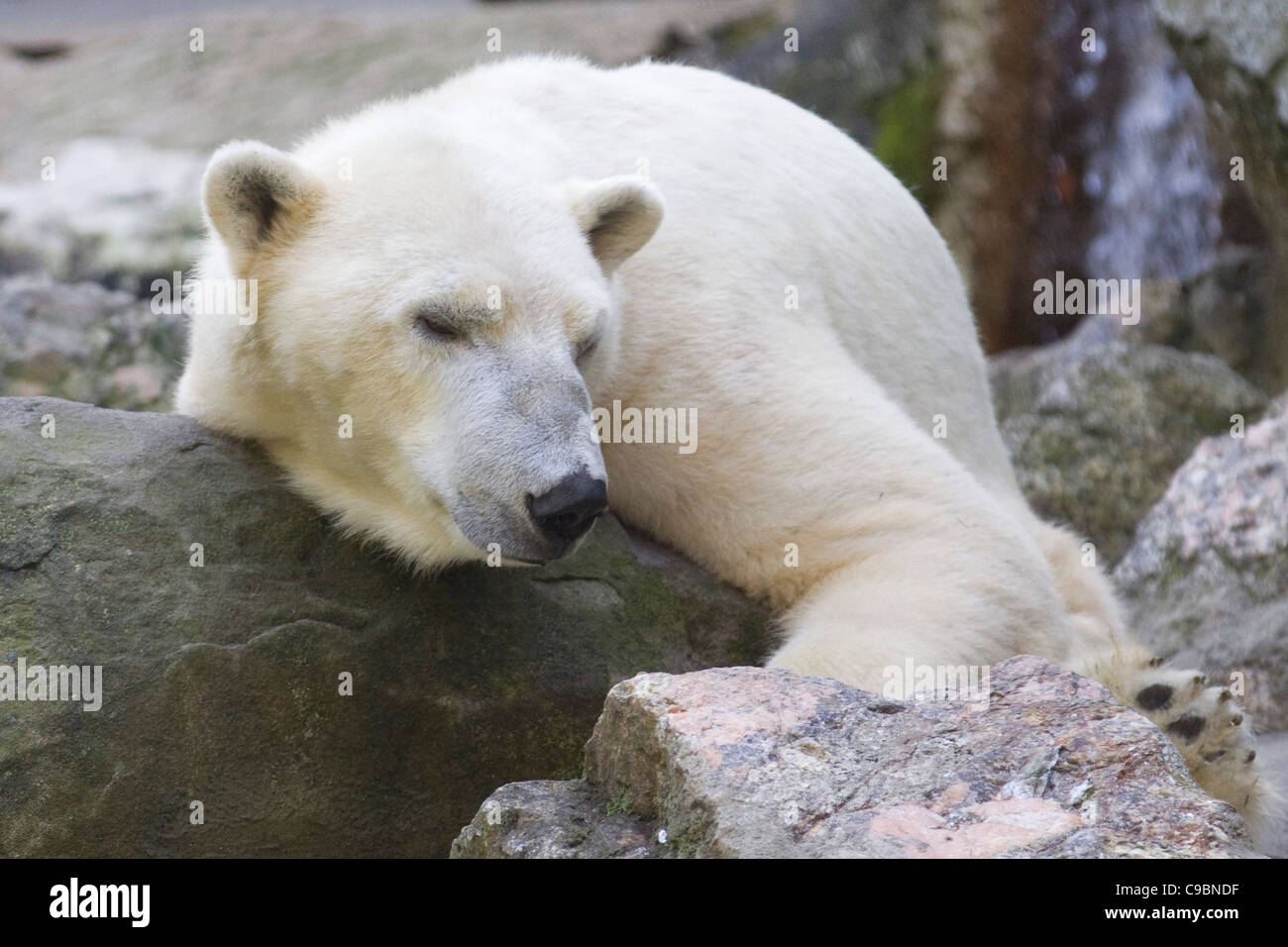 A Polar Bear chilling out on his rock Ursus maritimus Stock Photo - Alamy