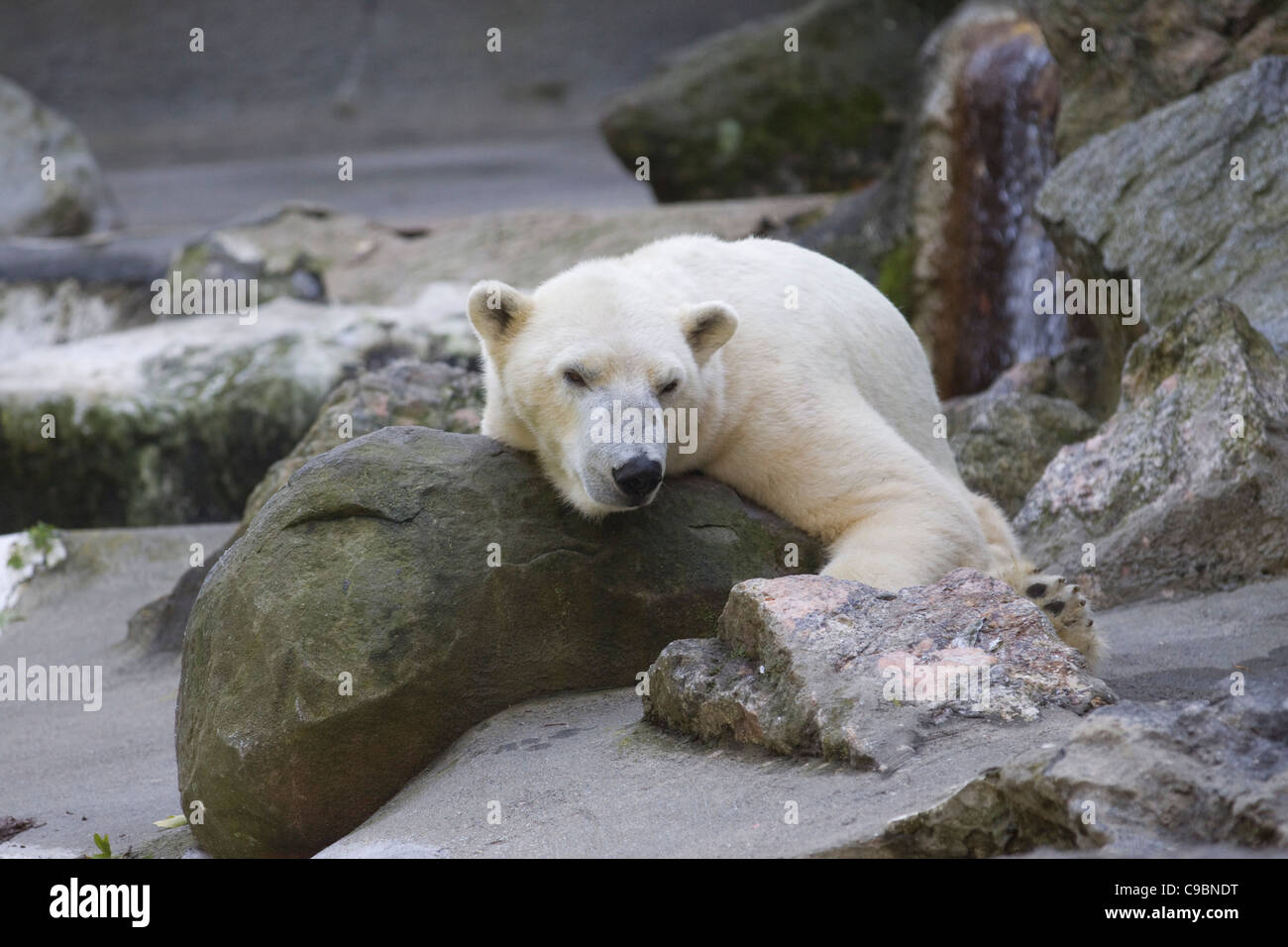 A Polar Bear chilling out on his rock Ursus maritimus Stock Photo - Alamy